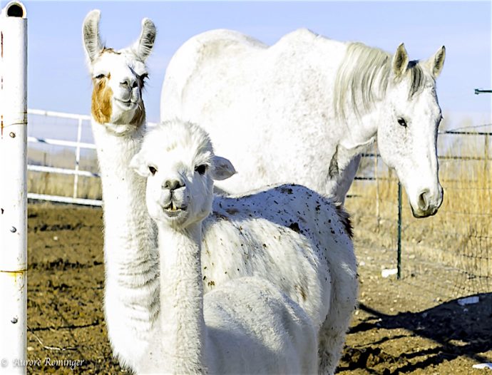 Colorado Animal Rescue: Meet the Herd of Doolittle Farm, Know the Gift ...
