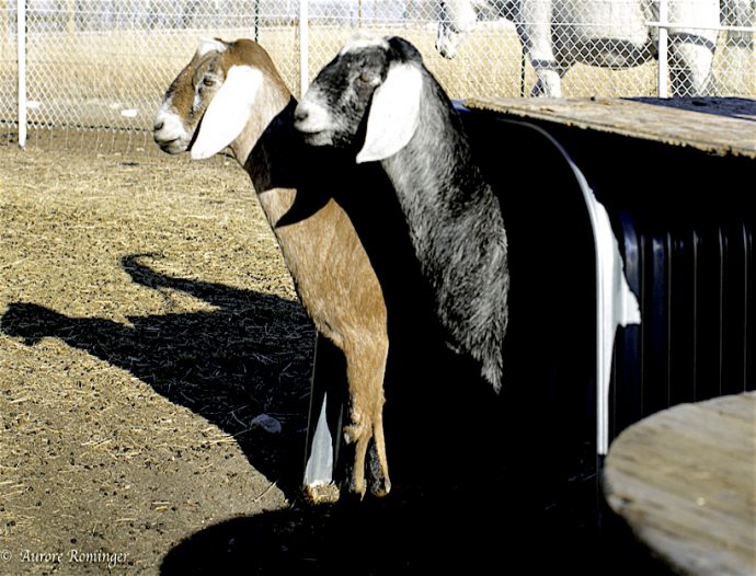 Colorado Animal Rescue: Meet the Herd of Doolittle Farm, Know the Gift ...