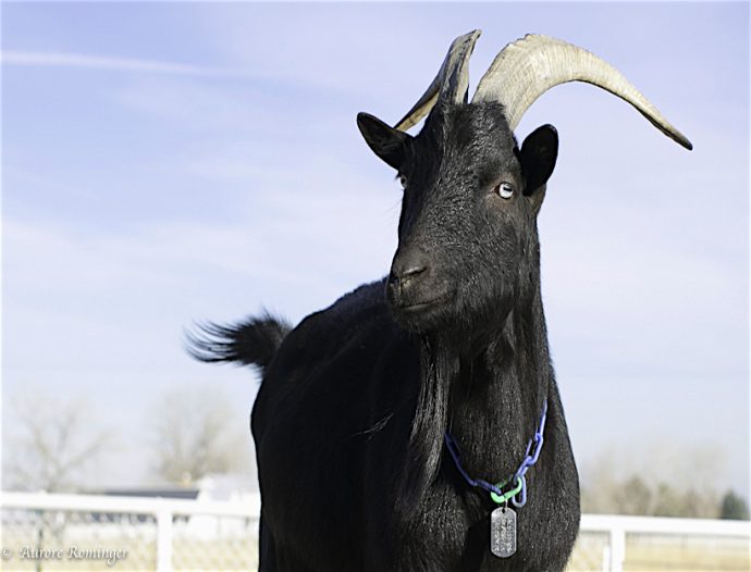 Colorado Animal Rescue: Meet the Herd of Doolittle Farm, Know the Gift ...